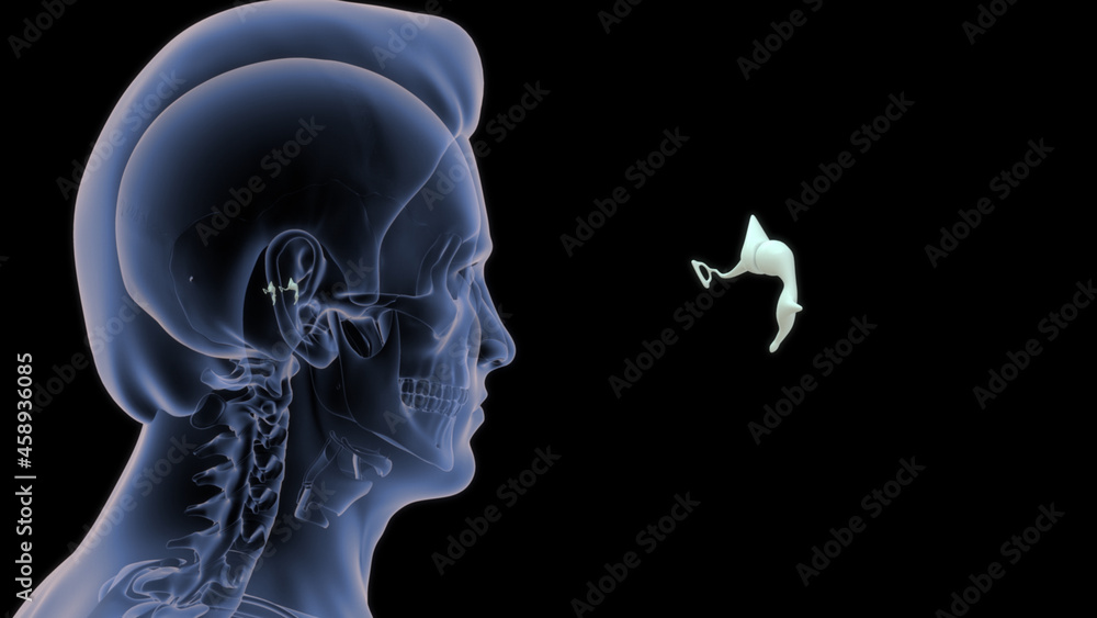 human medial wall of middle ear 3d illustration Stock Illustration ...