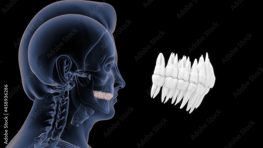 human upper and lower teeth anatomy 3d illustration Stock Illustration ...