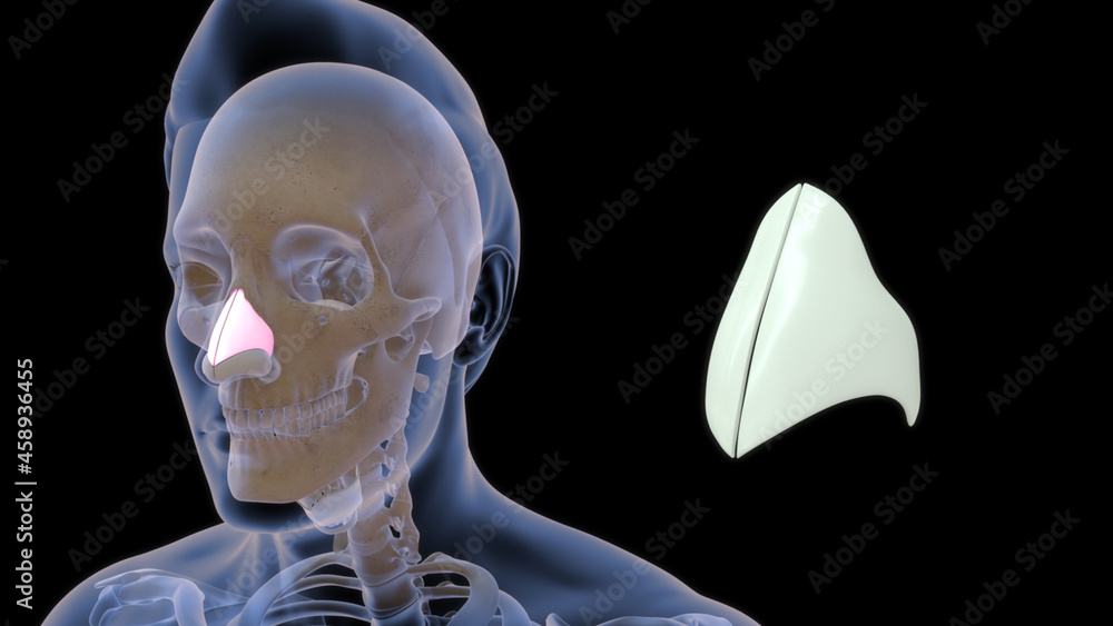 human nose lateral cartilage bone anatomy 3d illustration Stock ...