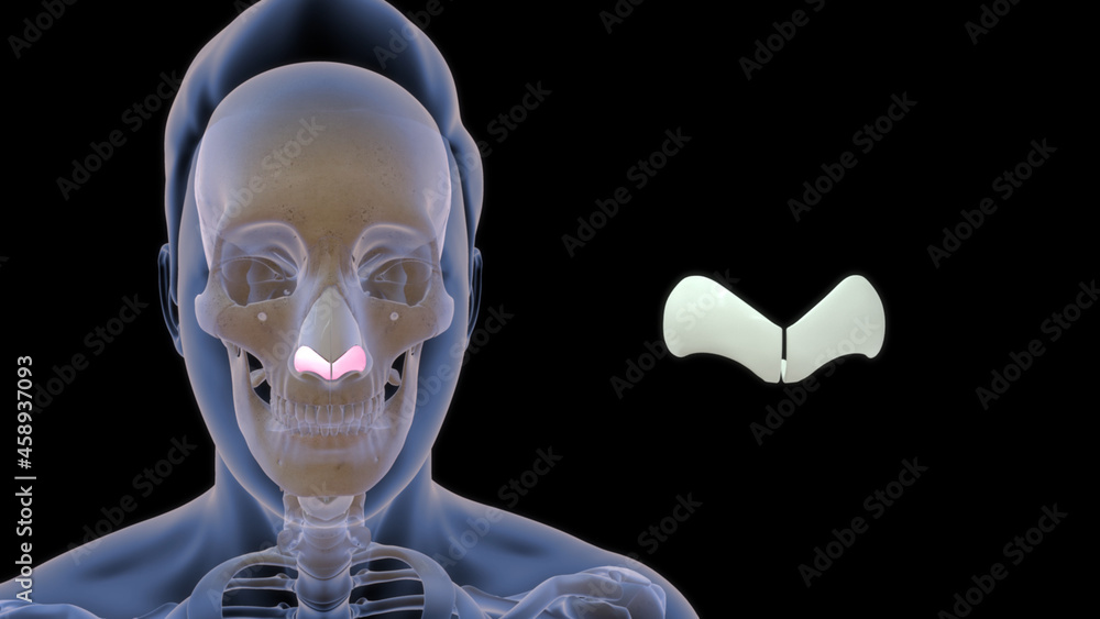 human greater alar cartilage bone anatomy 3d illustration Stock ...