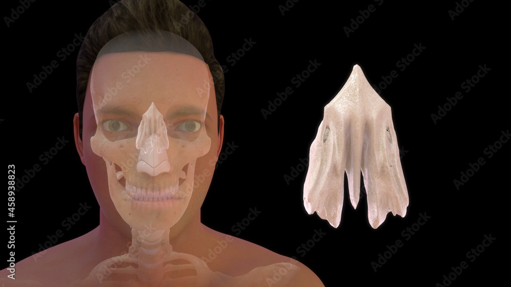 a square bone at the root of the nose, forming part of the cranium, and ...