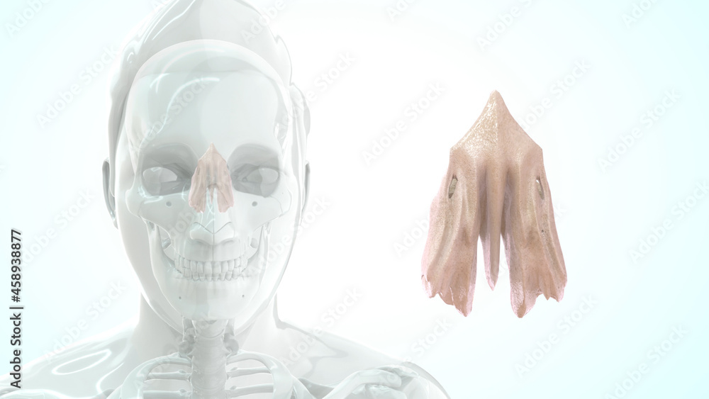 a square bone at the root of the nose, forming part of the cranium, and ...