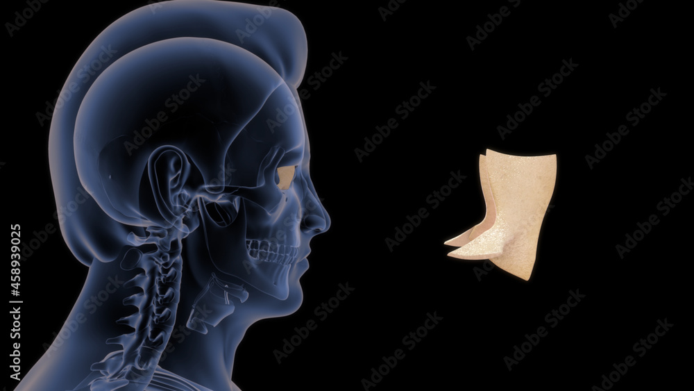 Lacrimal bone-a small bone forming part of the eye socket. Stock ...