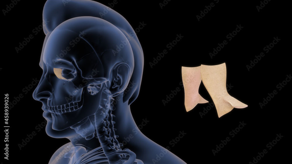 Lacrimal bone-a small bone forming part of the eye socket. Stock ...