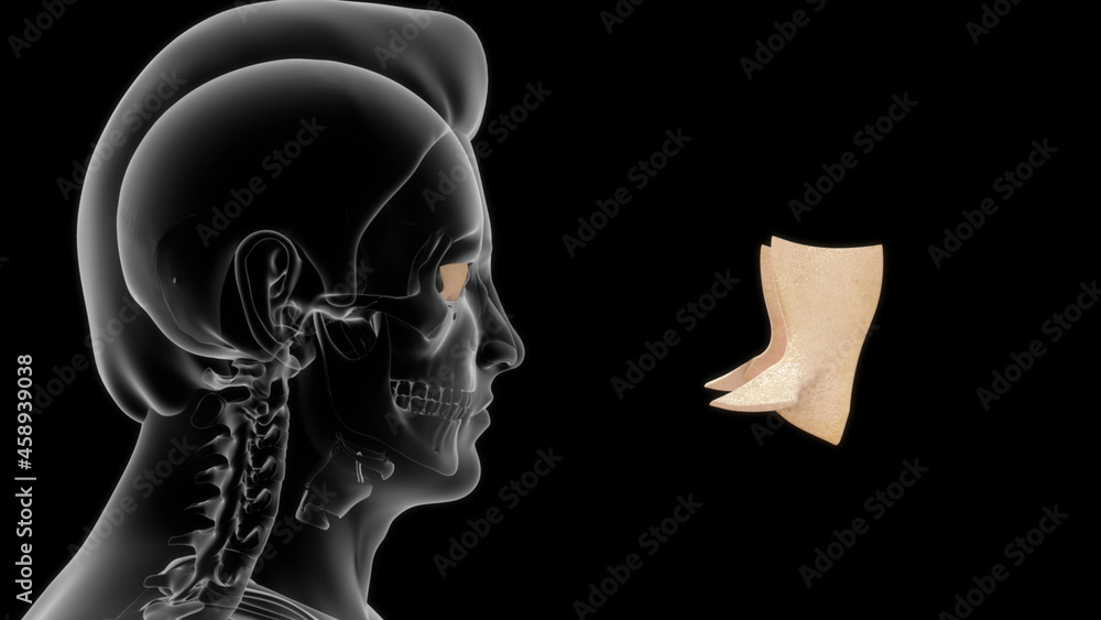 Lacrimal bone-a small bone forming part of the eye socket. Stock ...
