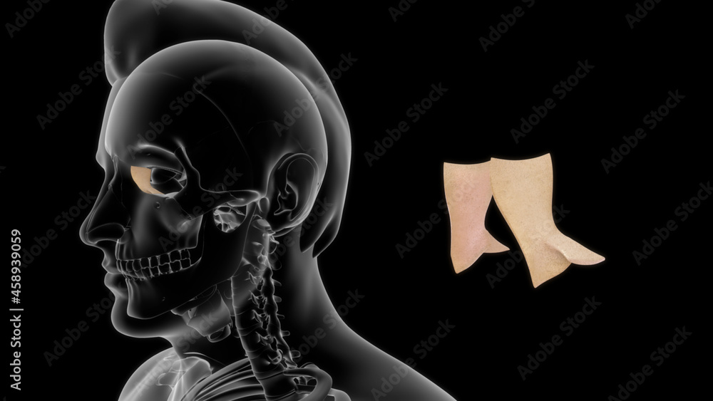 Lacrimal bone-a small bone forming part of the eye socket. Stock ...