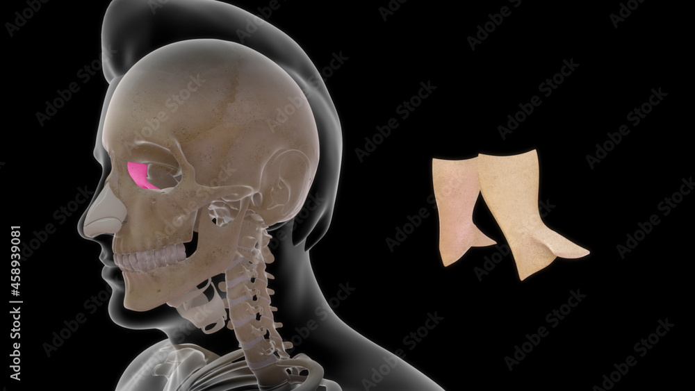 Lacrimal bone-a small bone forming part of the eye socket. Stock ...
