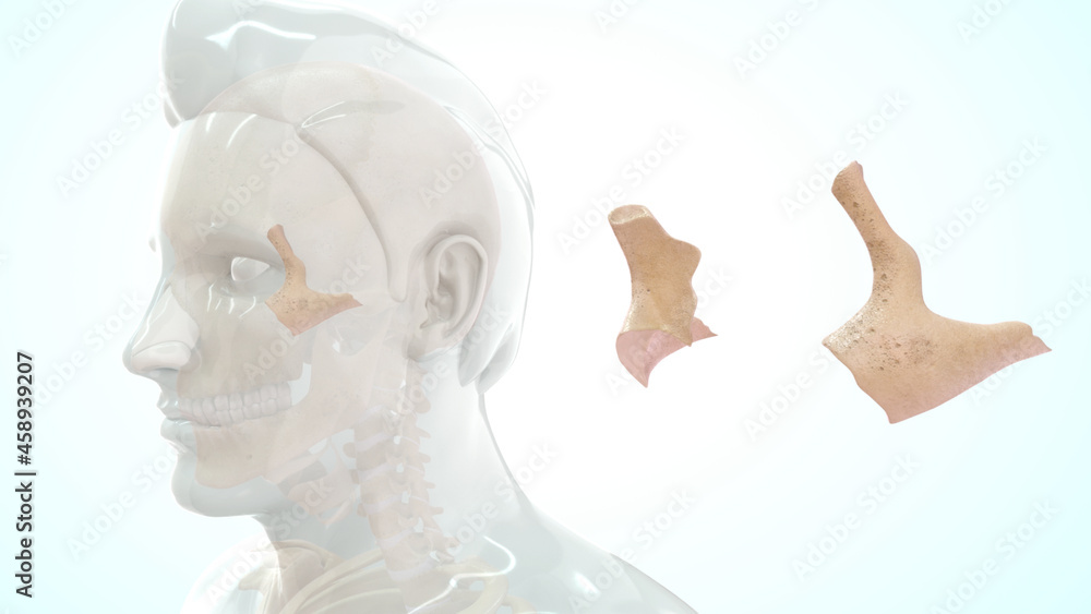 zygomatic bone- the bone that forms the prominent part of the cheek and ...
