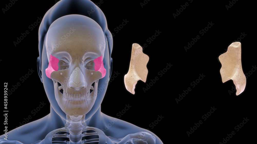 zygomatic bone- the bone that forms the prominent part of the cheek and ...