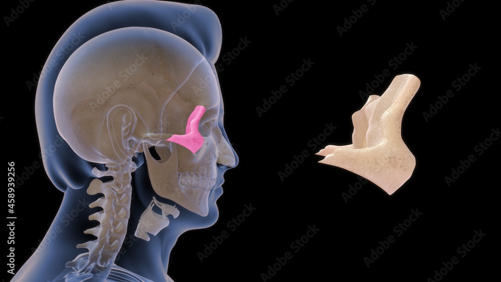 zygomatic bone- the bone that forms the prominent part of the cheek and ...