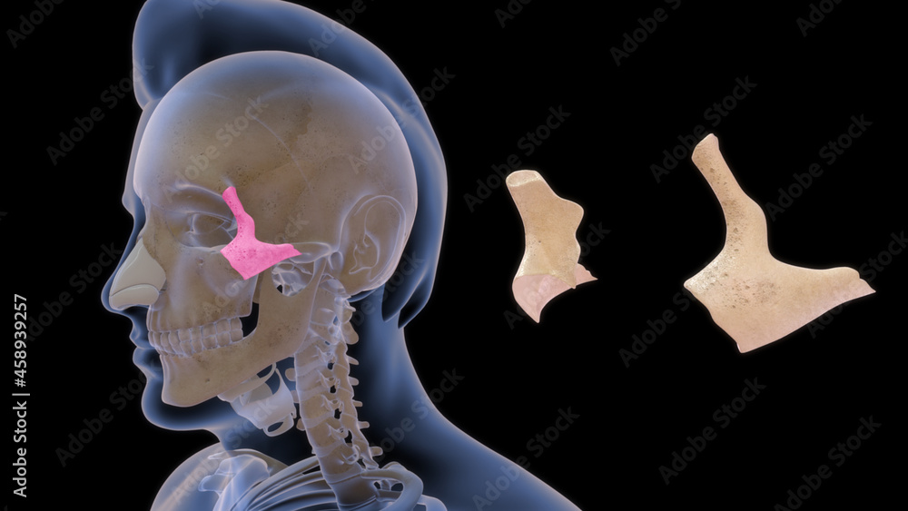 zygomatic bone- the bone that forms the prominent part of the cheek and ...