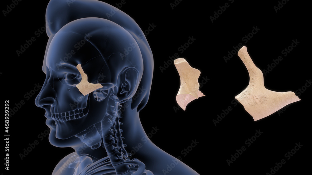 zygomatic bone- the bone that forms the prominent part of the cheek and ...