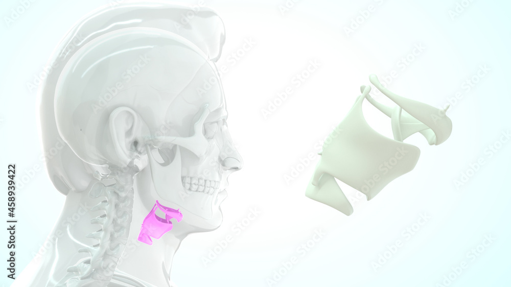 The hyoid bone (hyoid) is a small U-shaped (horseshoe-shaped) solitary ...