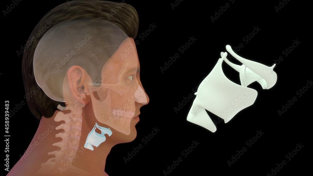 The hyoid bone (hyoid) is a small U-shaped (horseshoe-shaped) solitary ...