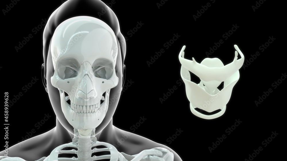 The hyoid bone (hyoid) is a small U-shaped (horseshoe-shaped) solitary ...