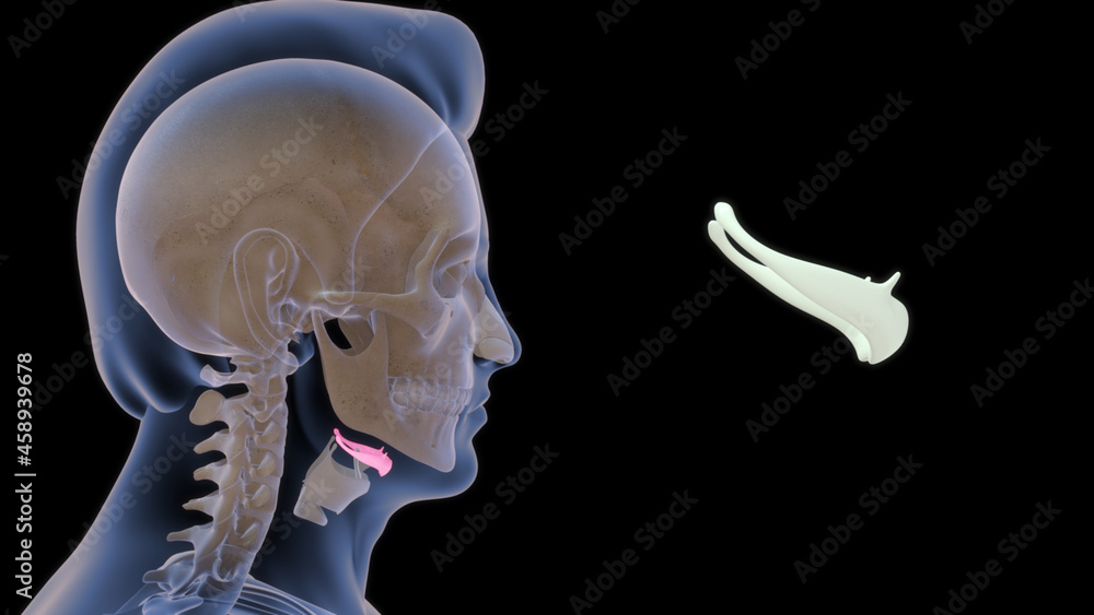 Poster The hyoid bone is a ‘U’ shaped structure located in the anterior ...
