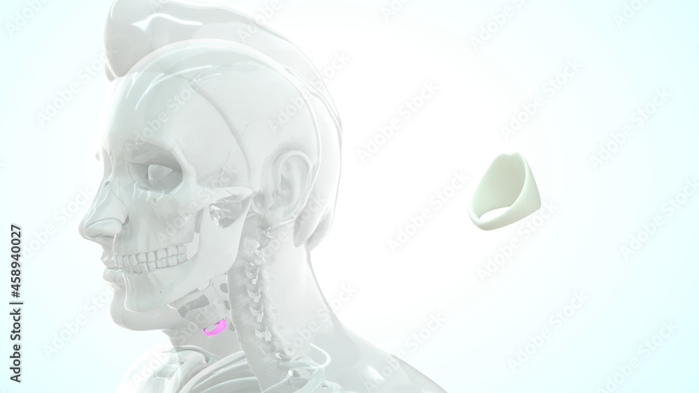 cricoid cartilage is to provide attachments for the cricothyroid muscle ...