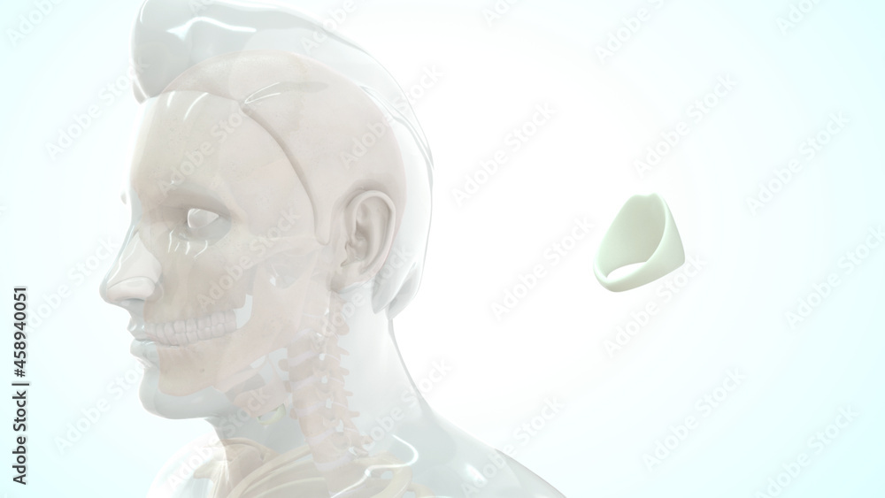 cricoid cartilage is to provide attachments for the cricothyroid muscle ...