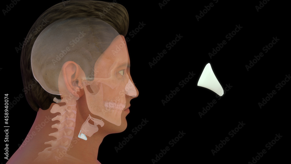 cricoid cartilage is to provide attachments for the cricothyroid muscle ...