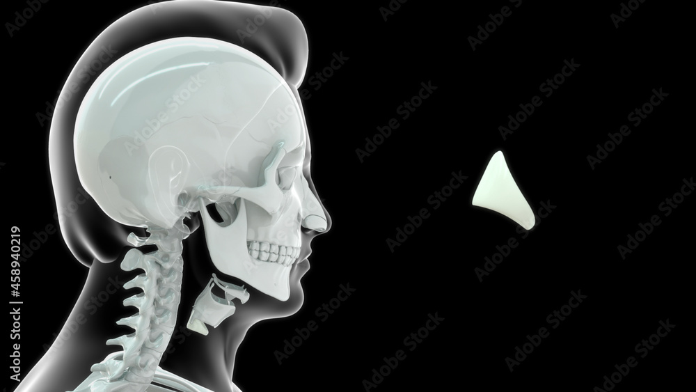 cricoid cartilage is to provide attachments for the cricothyroid muscle ...