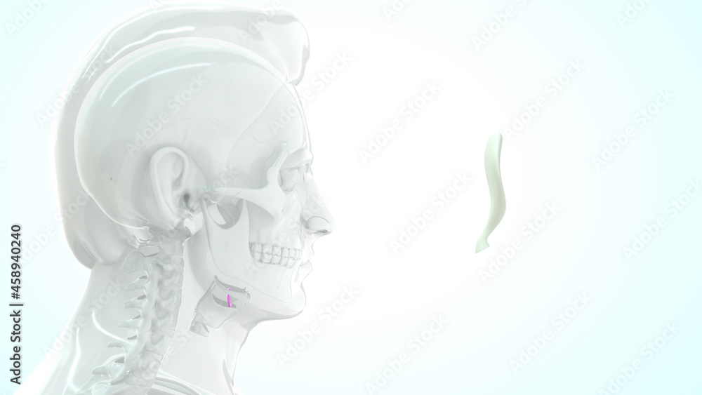 Epiglottis is flap of cartilage located in the throat behind the tongue ...