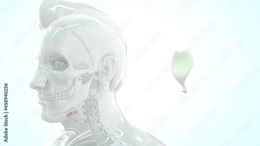 Epiglottis is flap of cartilage located in the throat behind the tongue ...