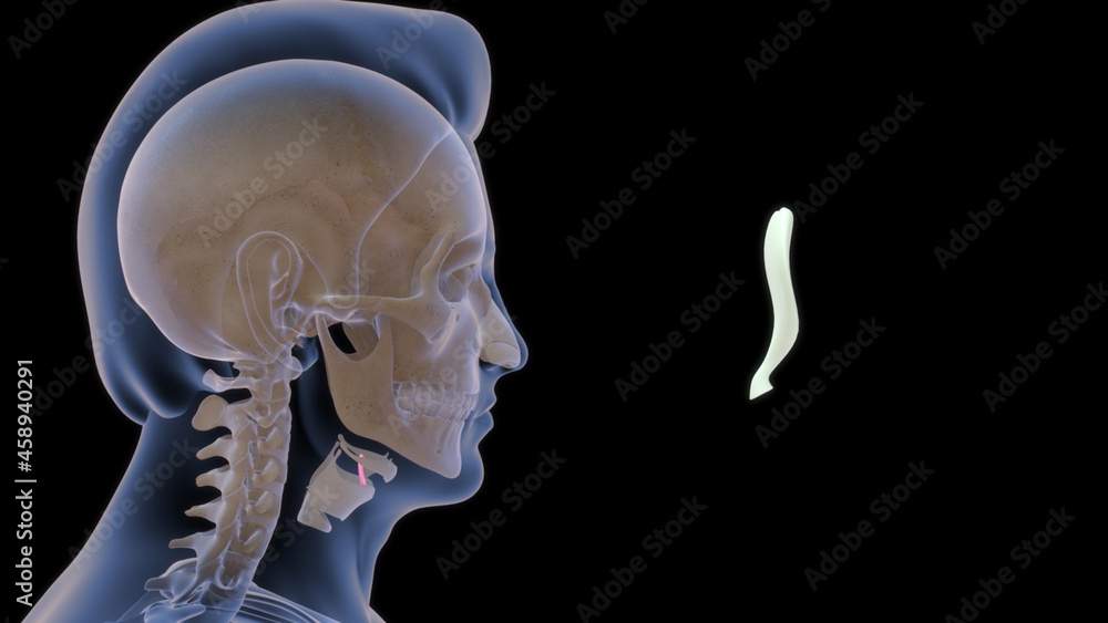 Epiglottis is flap of cartilage located in the throat behind the tongue ...