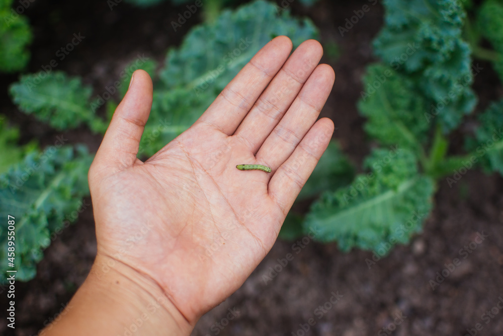 Little caterpillar on a man's hand. The male hand holds a lively ...