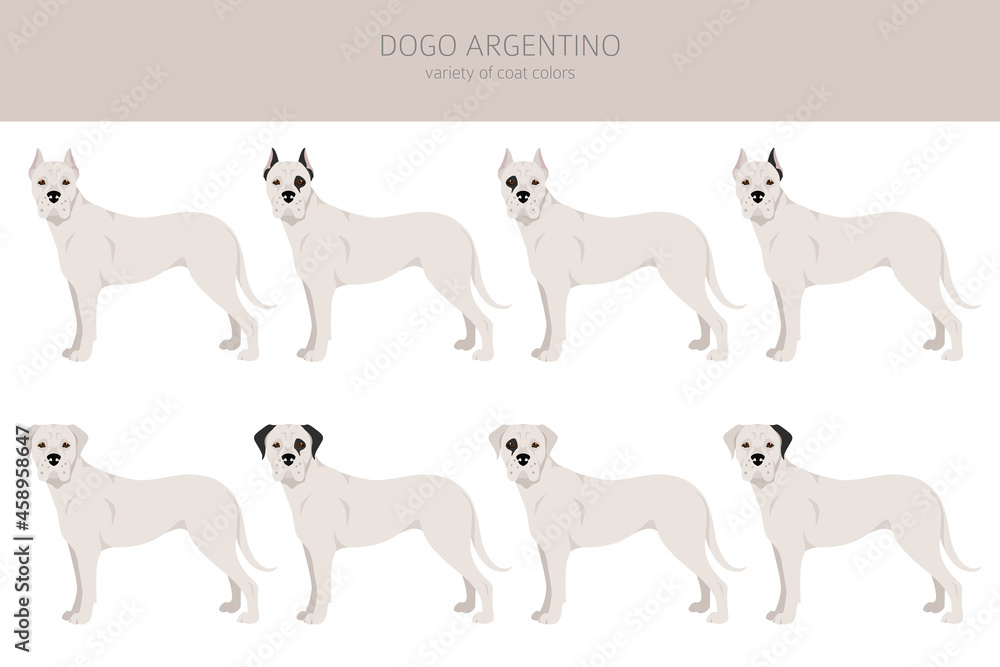 Dogo Argentino clipart. Different poses, coat colors set Stock Vector ...