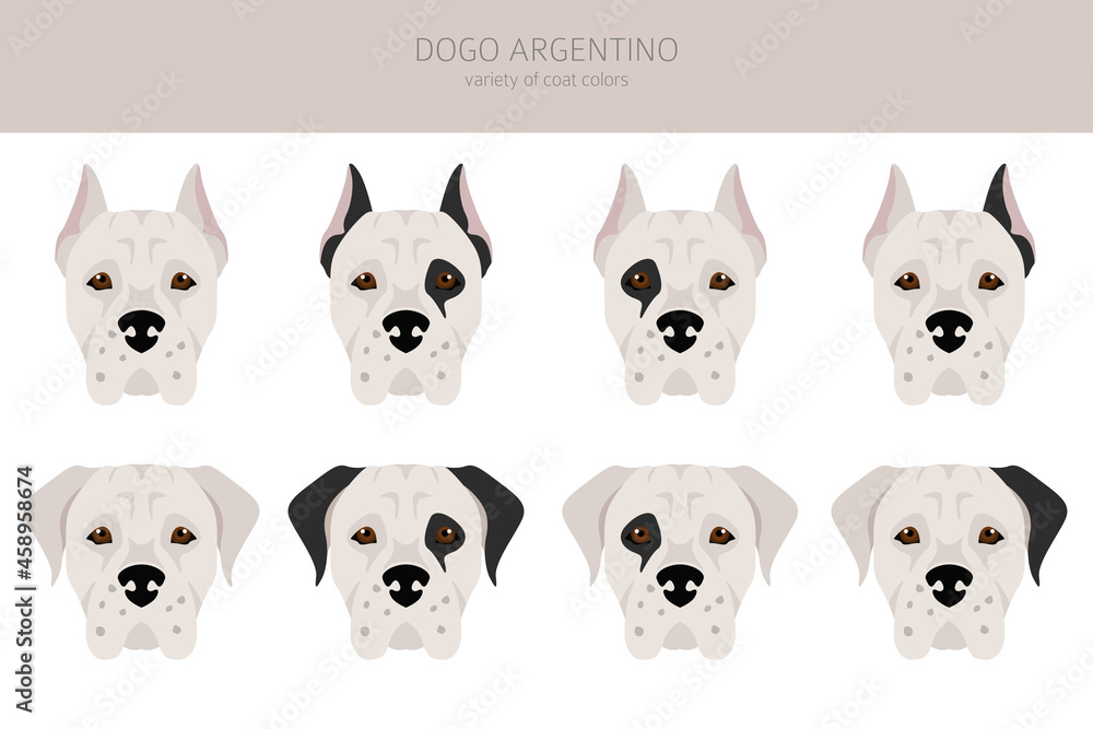 Dogo Argentino clipart. Different poses, coat colors set Stock Vector ...