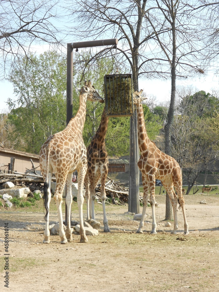 giraffe eating grass Stock Photo | Adobe Stock