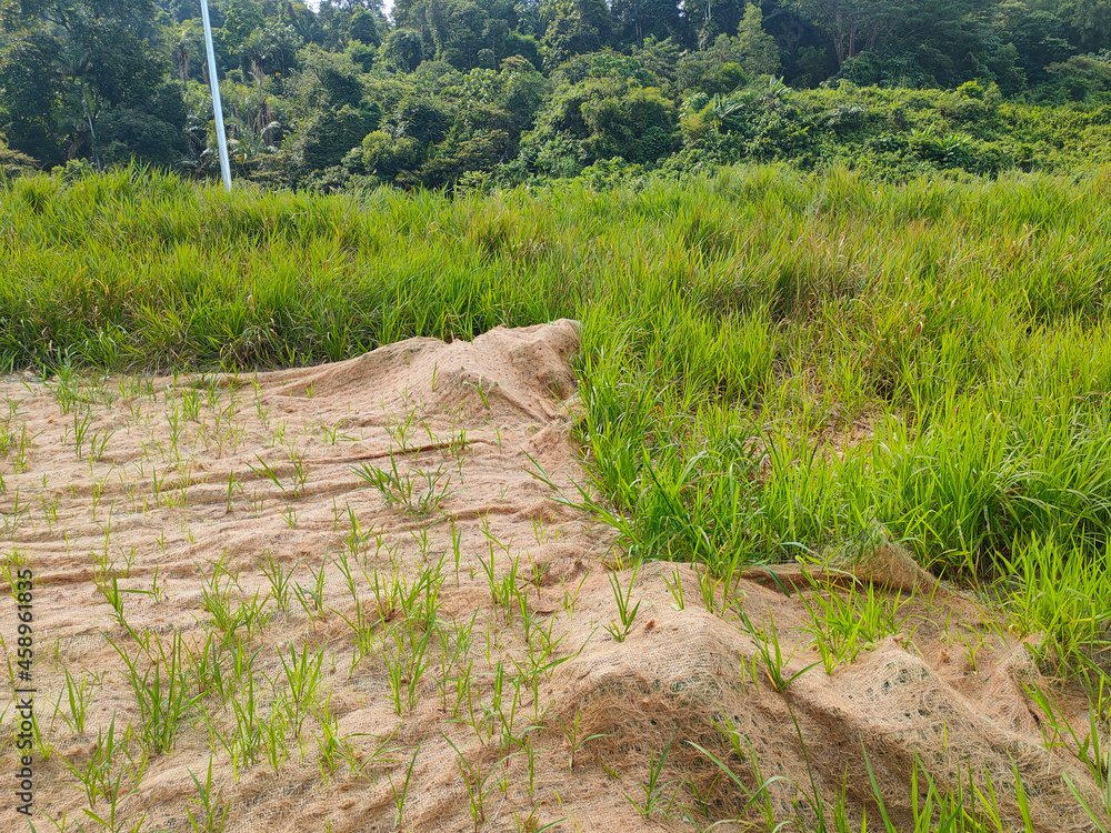 Permanent slope protection with grass using the hydroseed method. The ...