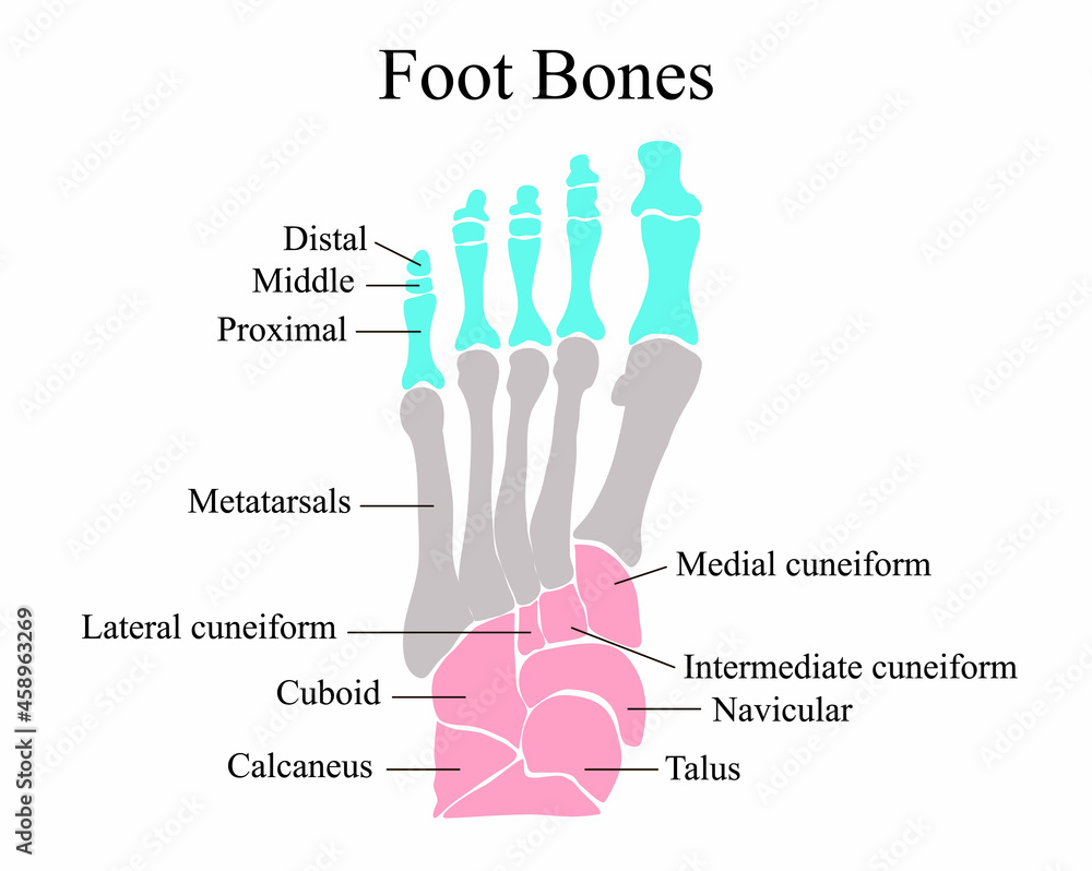 Anatomical structure of the bones of the foot. Vector illustration ...