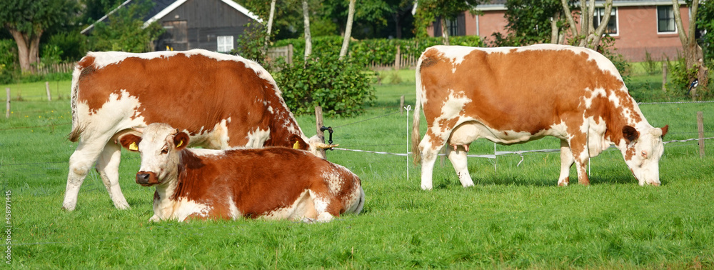 Three beautiful red white cows with horns. They look like an old Dutch ...