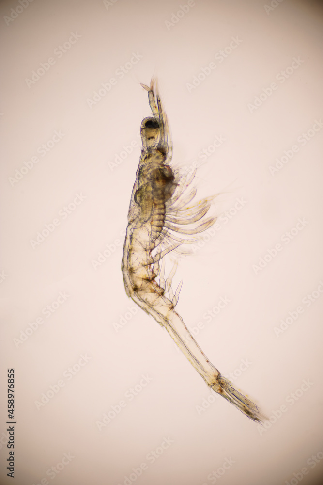 Closeup mysis stage of Vannamei shrimp in light microscope, Shrimp ...