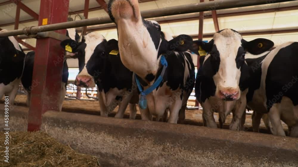 Cows In Barn At Modern Ranch With Good Conditions. Animals Husbandry At ...