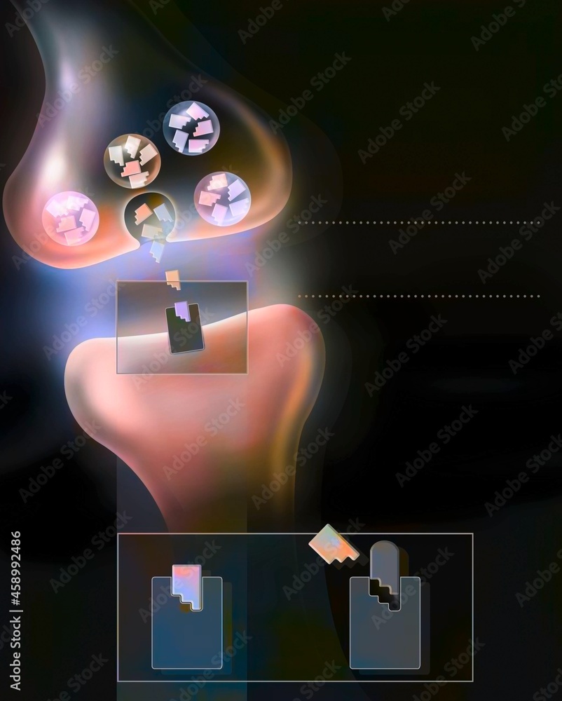 Synaptic cleft: transmission of nerve impulses through a ... Synaptic cleft: transmission of nerve impulses through a ...