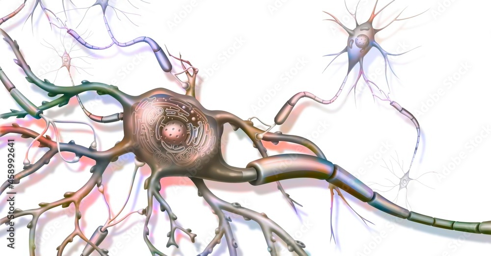 Anatomy of a nerve cell connected to other nerve cells. Stock ...