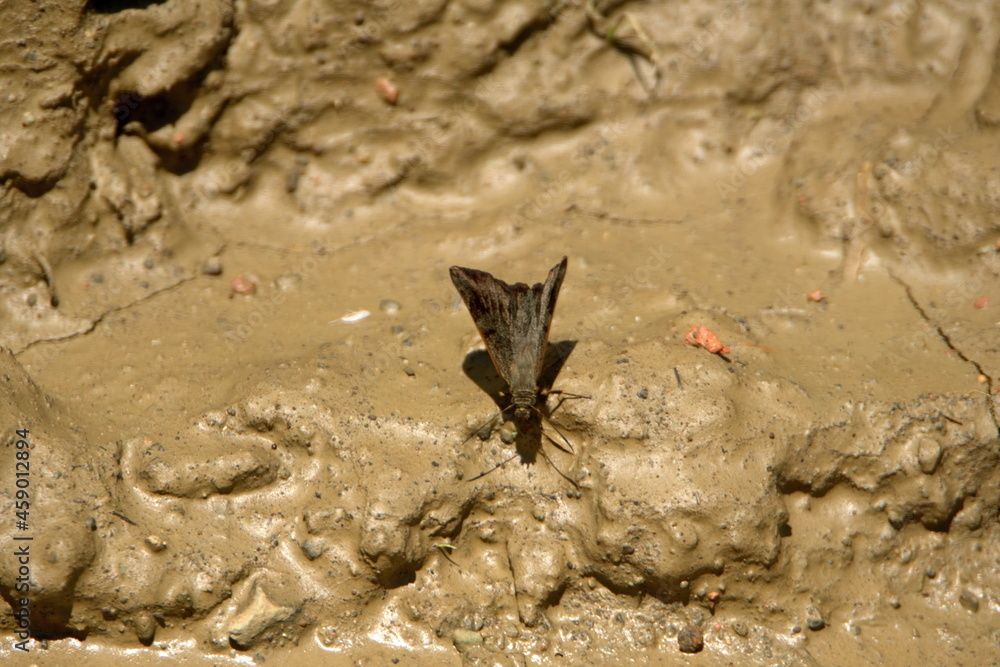 Brown skipper butterfly at a mud puddle in Ayampe, Ecuador foto de ...