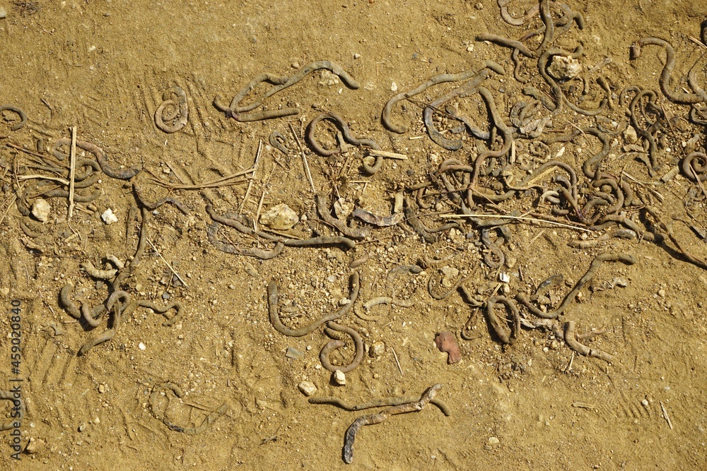 Foto de Dusty dry trail with dead dried earthworms and many footprints ...