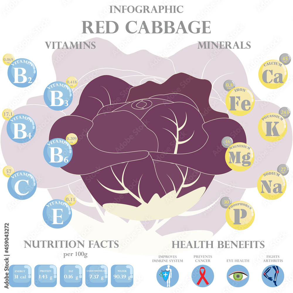 Red cabbage nutrition facts and health benefits infographic Stock ...