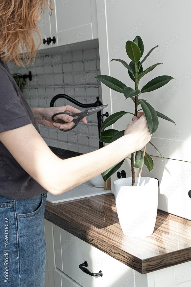 ficus cuttings. Breeding potted plants. Ficus elastica. Stock Photo ...