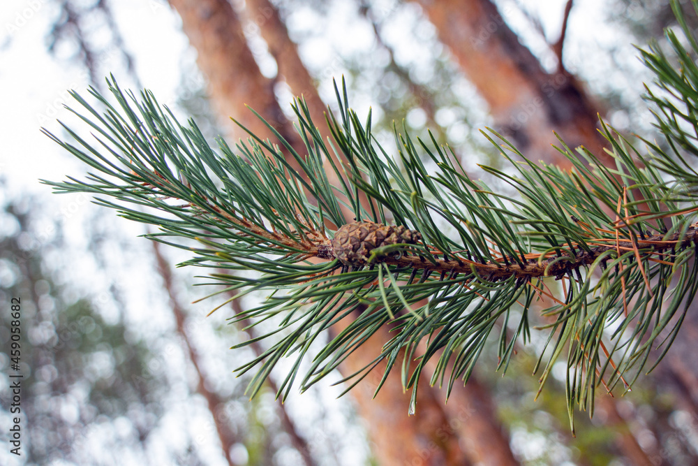branches of coniferous trees of pine and ate, and juniper bushes with ...
