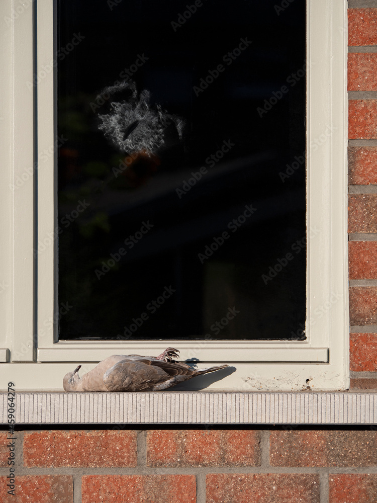 Silhouette and print of a bird that crashed into a window with the dead ...