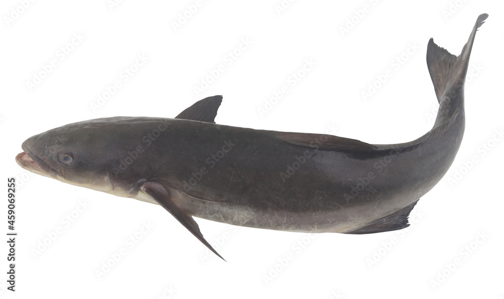 Cobia fish isolated on white background Stock Photo | Adobe Stock