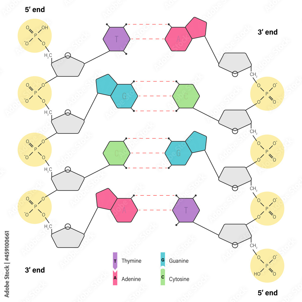 Structure of DNA. Deoxyribonucleic acids. Nitrogenous base (Thymine ...