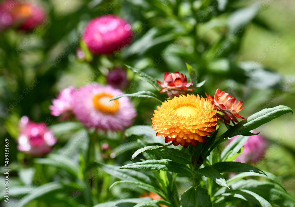 Australian spring garden with colorful native Everlasting Daisies ...
