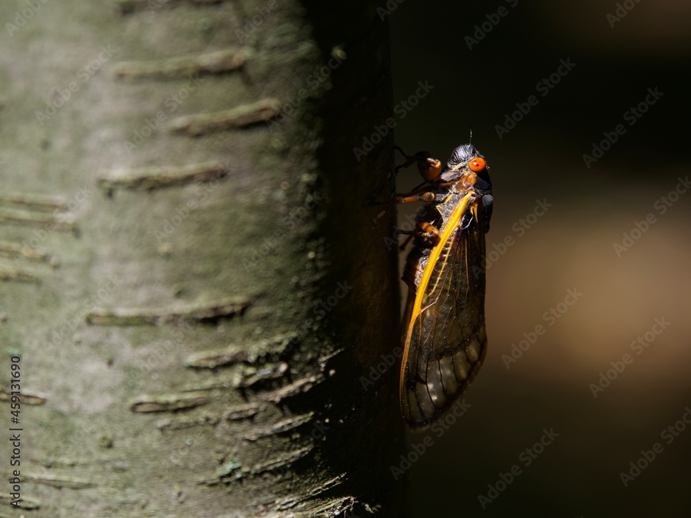 Large Periodical Cicada on a Tree Branch, Brood X Cicada Close Up Stock ...