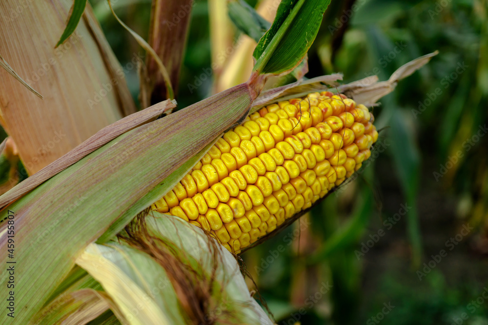 A swing of ripe corn, half peeled from the husk, on the trunk of a ...