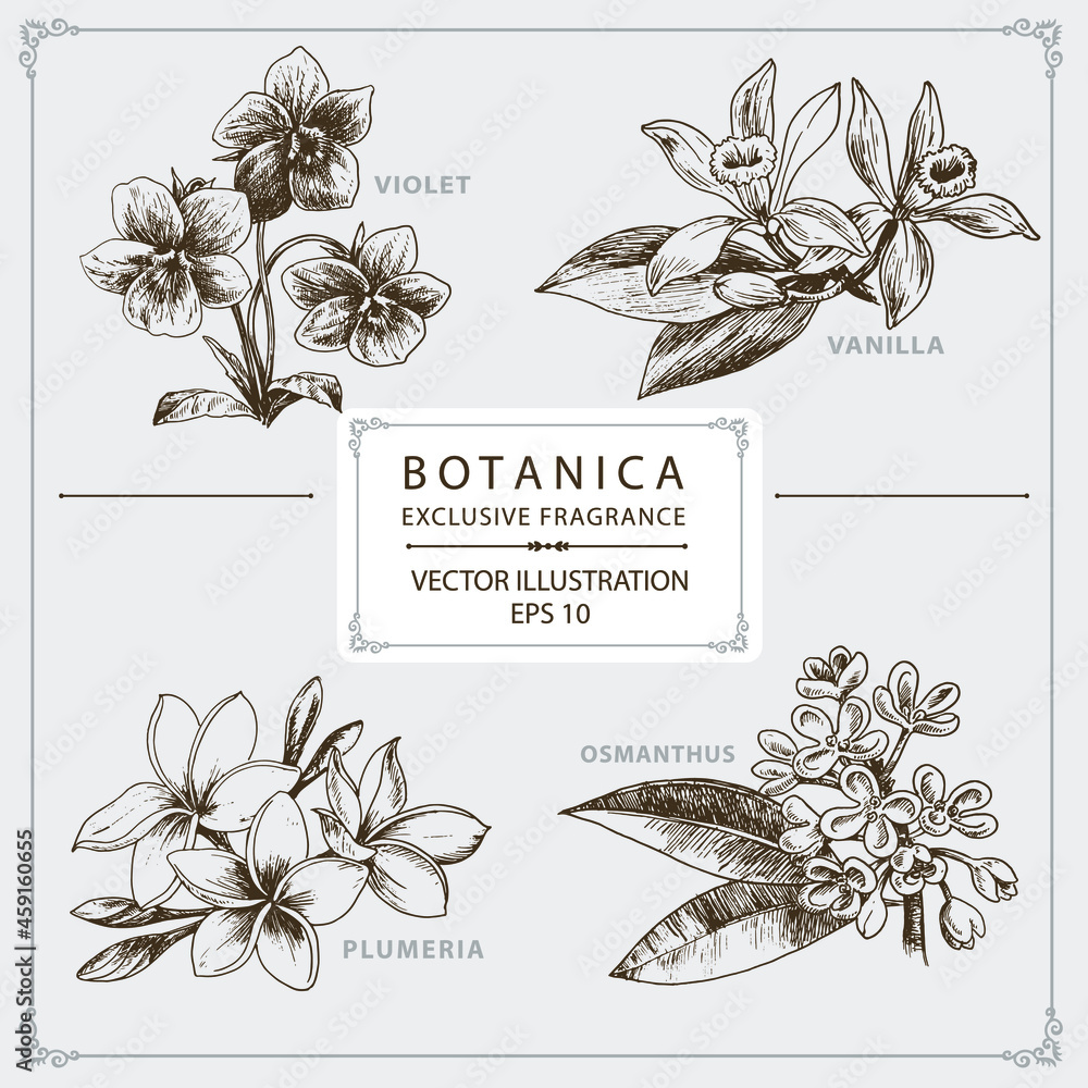 Floral Fragrance, hand drawn illustration, vector elements Stock Vector ...